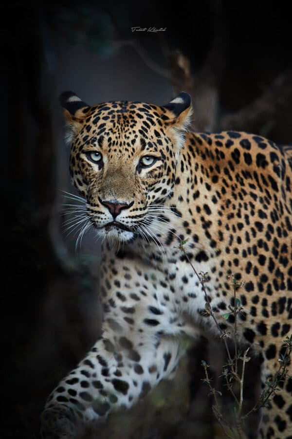 Wildlife Photography Tours - Private Guided - Safaris in India