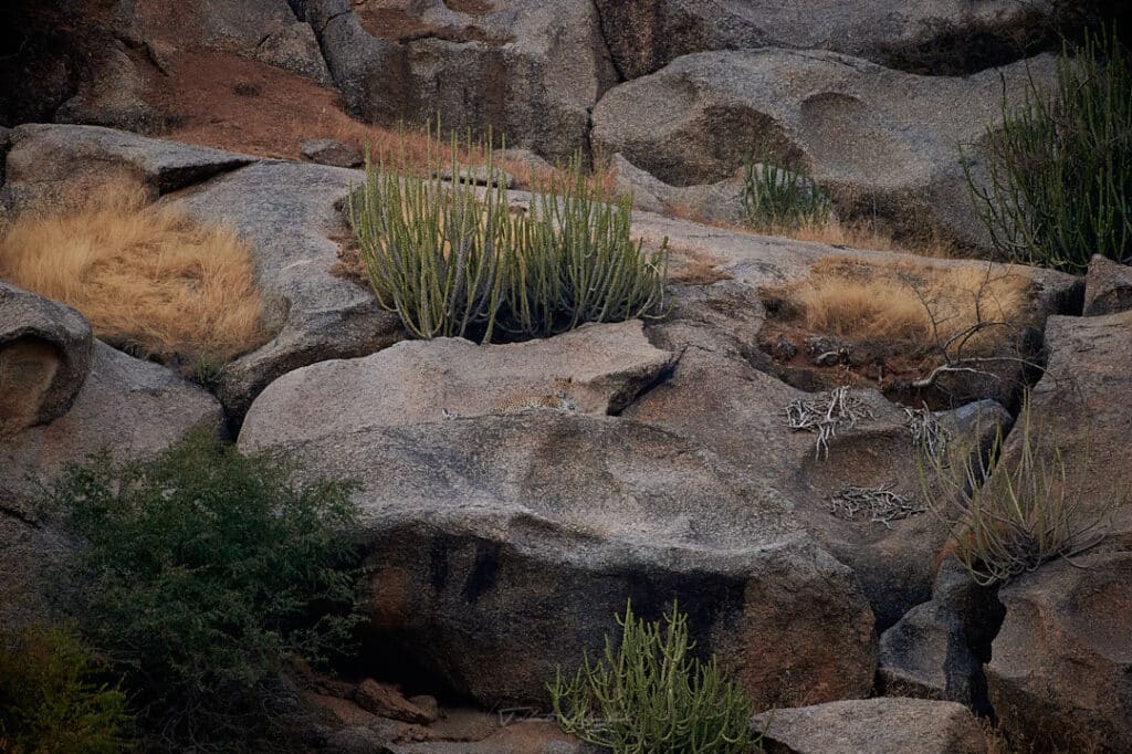 Jawai and Bera Village: Leopards and Humans in Harmony
