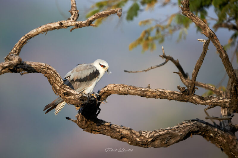 Bird Photographs - Indian Bird Photos