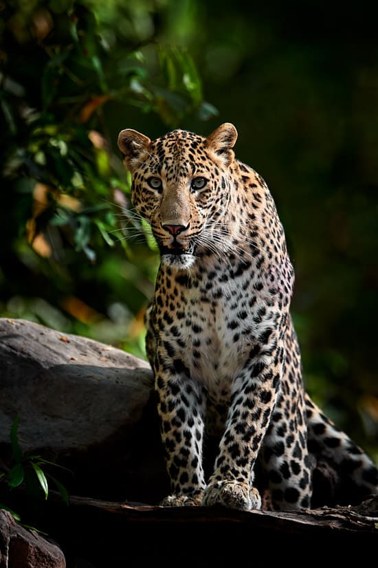 Wildlife Photography Tours - Private Guided - Safaris in India