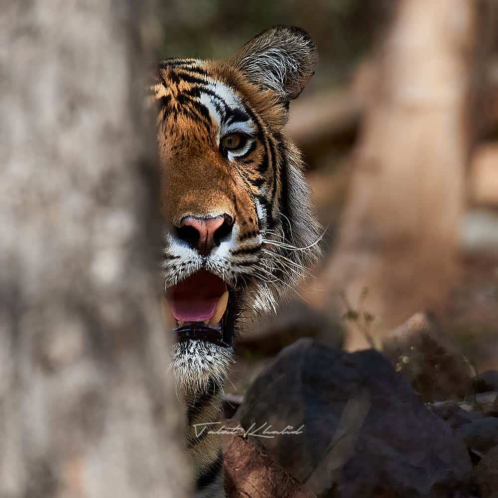 Wildlife Photography Tours - Private Guided - Safaris in India